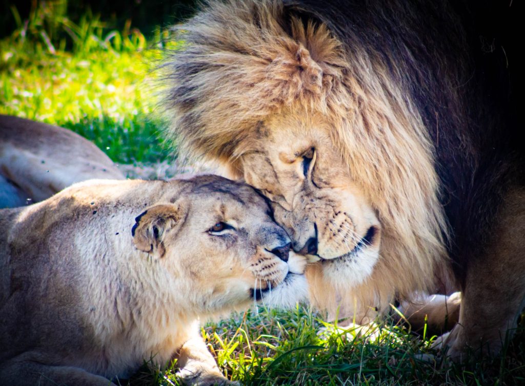 Tasty Lion – Gimbalpics