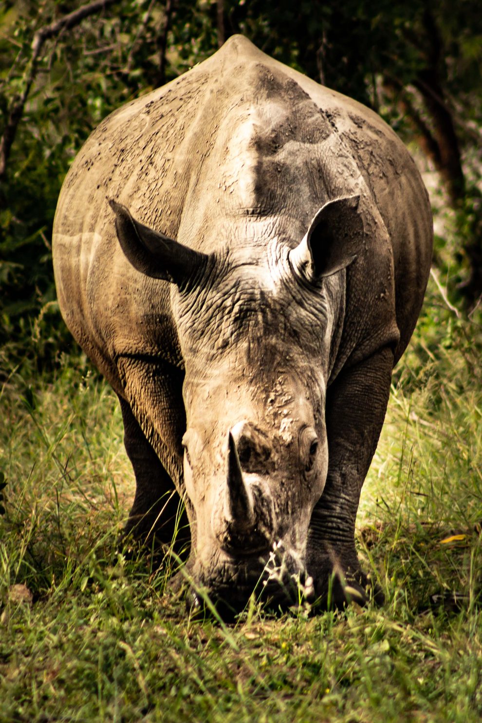 Rhino – Gimbalpics