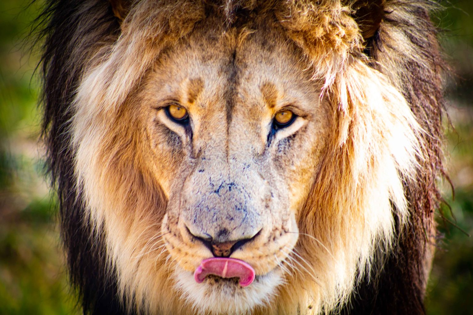 Tasty Lion – Gimbalpics